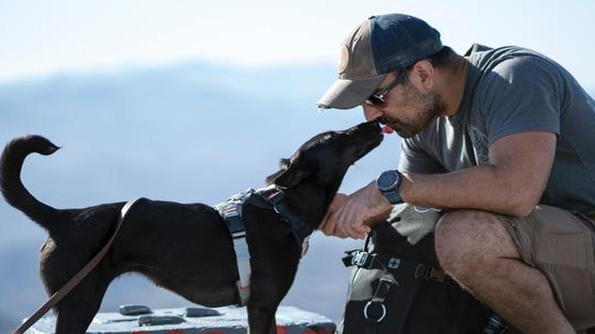 How India embraced indie dogs this decade - The Hindu