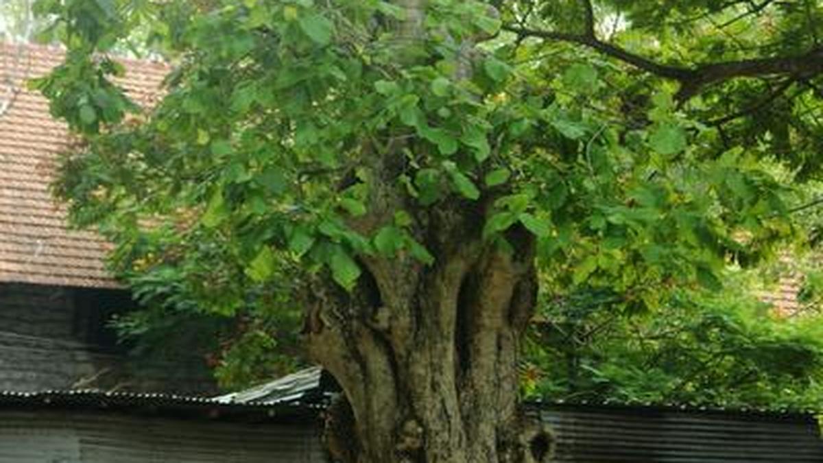 Saving a rare tree - The Hindu