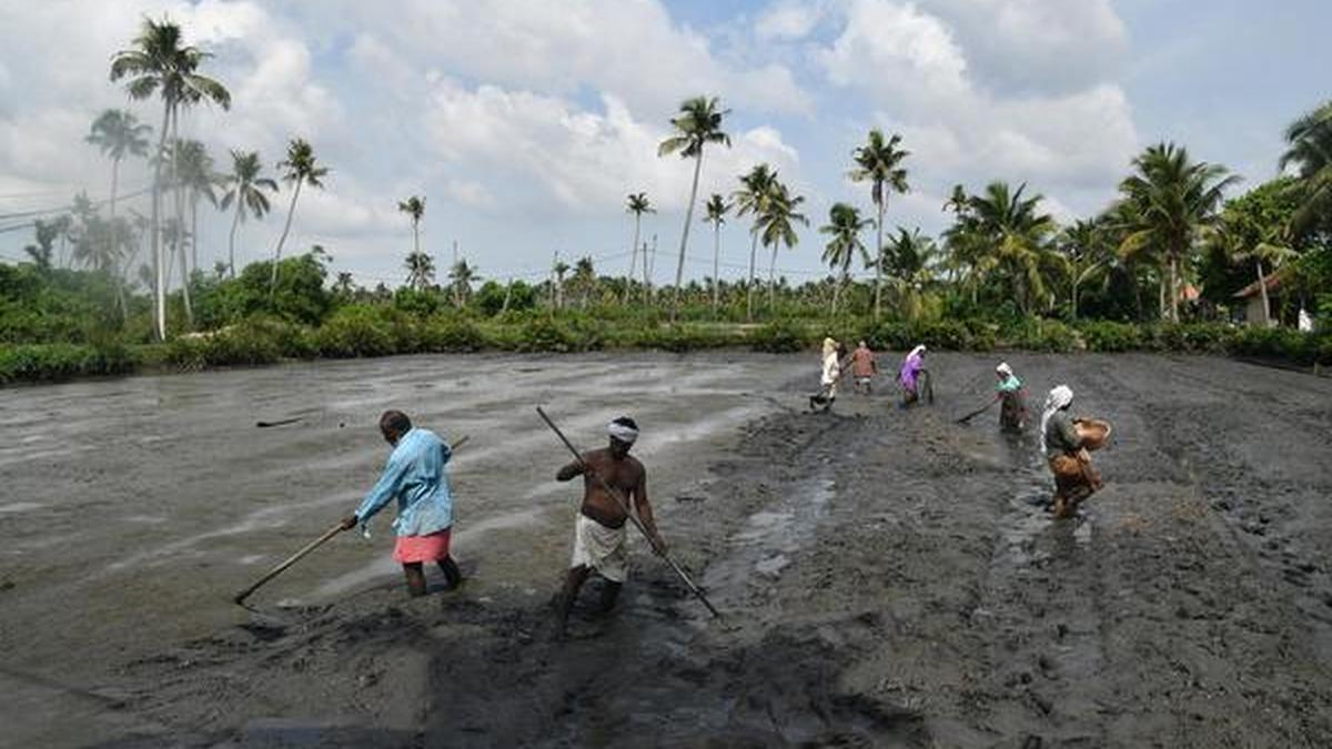 Now pitched as climate adaptive food, Kerala’s heritage Pokkali rice ...
