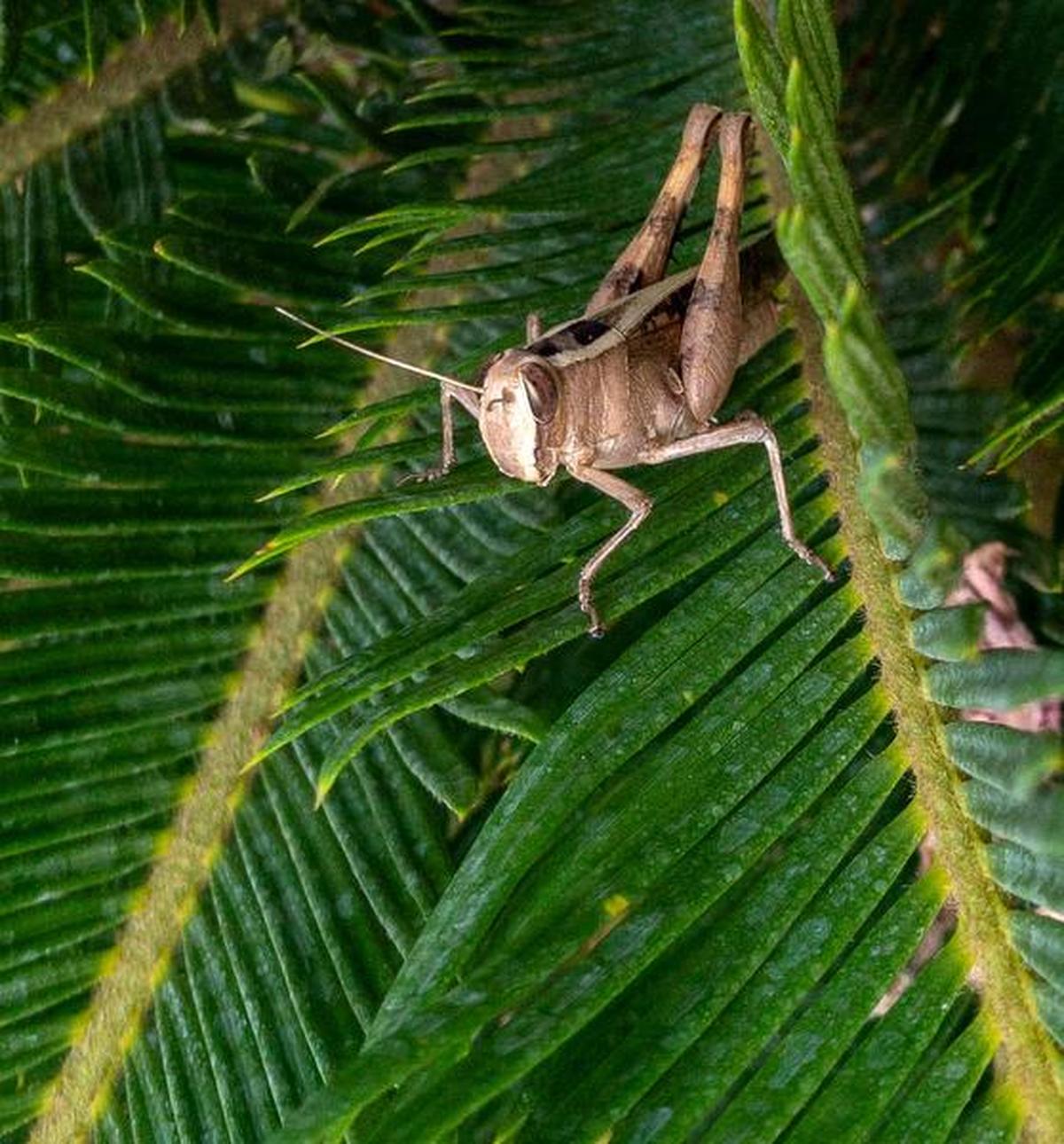 Why do we see more insects during the rainy season? - The Hindu