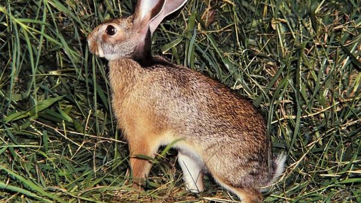 Three mammals whose pugmarks are missing in their usual urban haunts ...