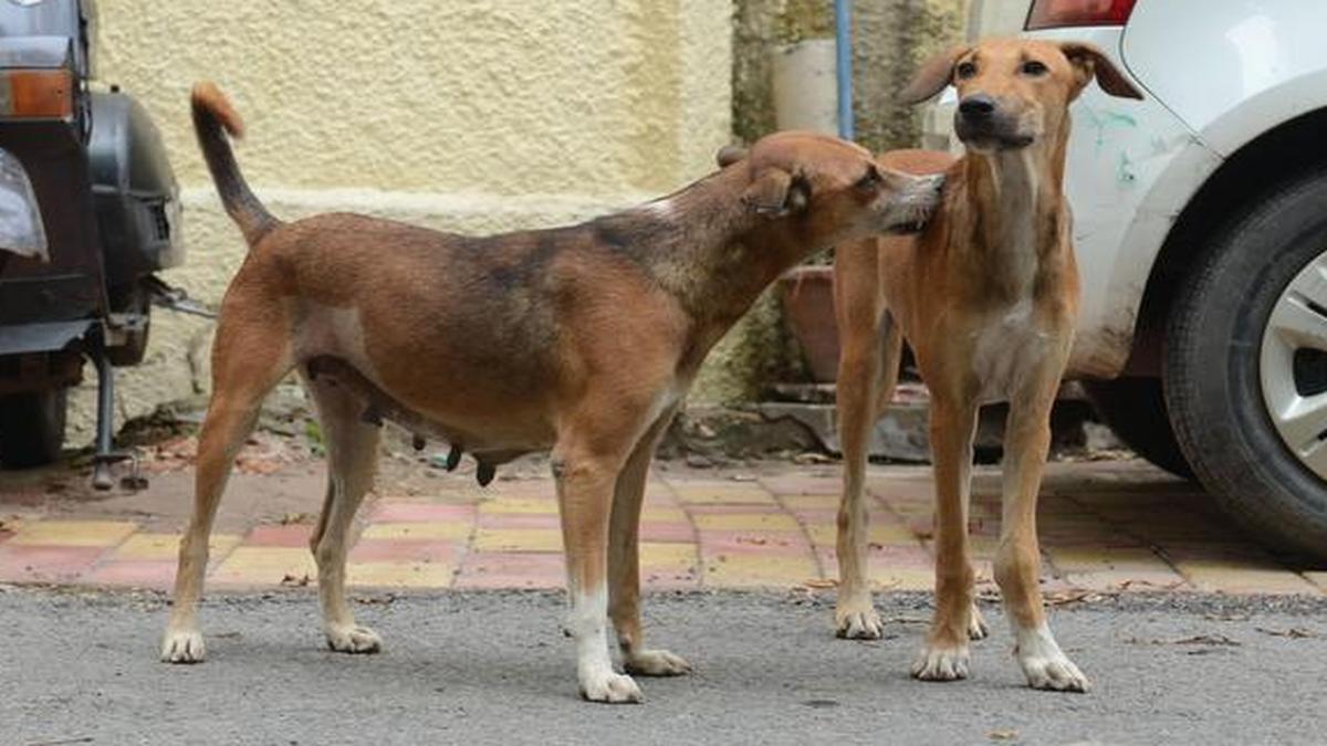 How are pets and street dogs in Coimbatore coping during Coronavirus ...