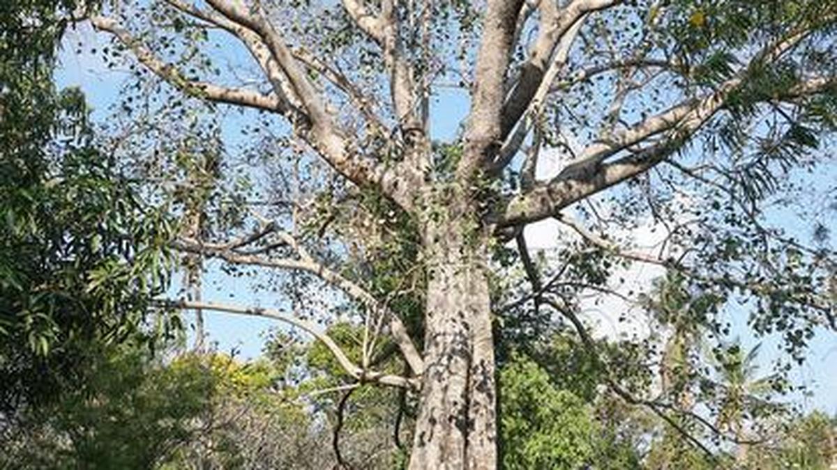 Chennai and the Bodhi tree - The Hindu