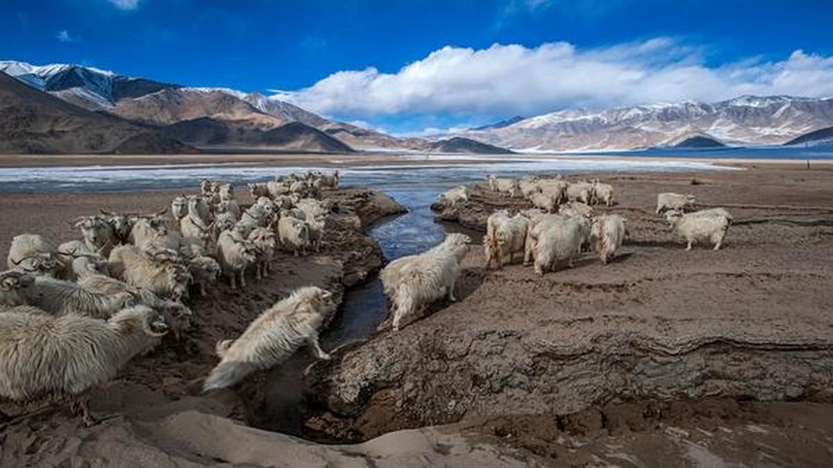 Ladakh’s Changthang, the pashmina plateau - The Hindu