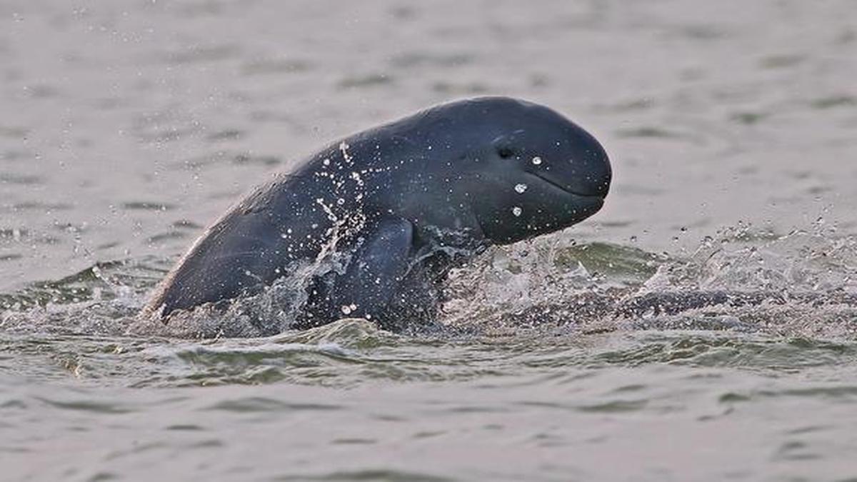 Janaki Lenin writes about the unique relationship between fishermen and ...