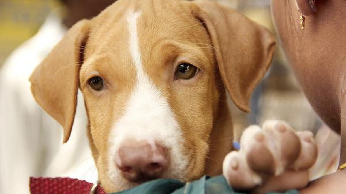 Blue Cross’ Amazon wishlist for animals - The Hindu