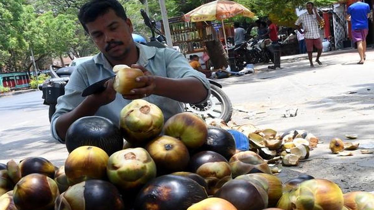 'Nungu', the bearers of summertime joy - The Hindu