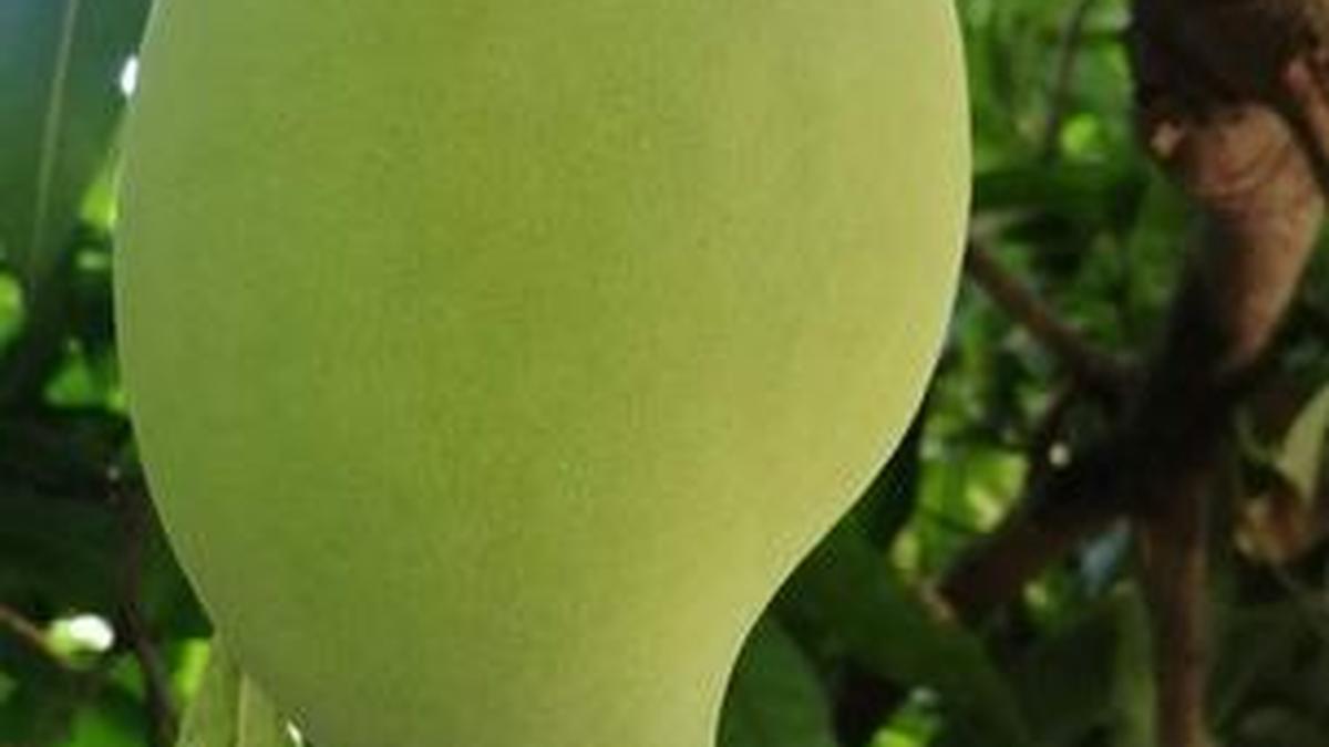 Kerala’s collective for the native mango - The Hindu