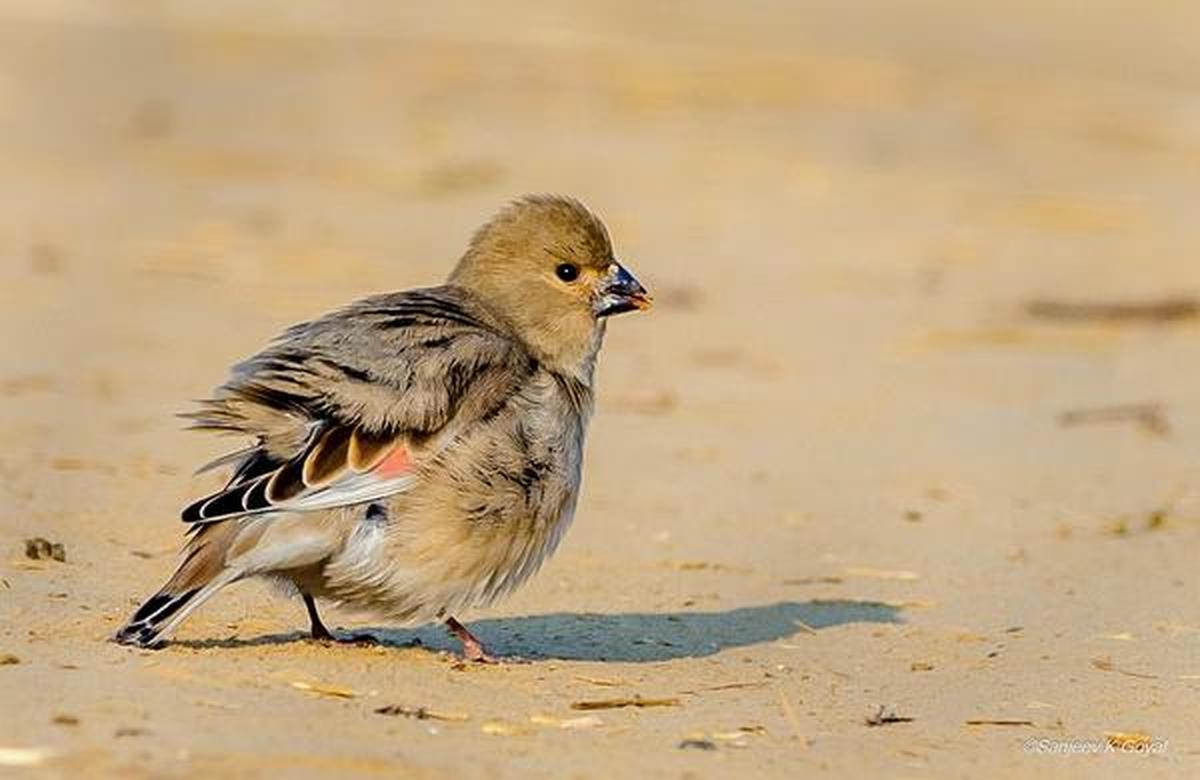 Birding community in India excited over Desert Finch sighting in ...