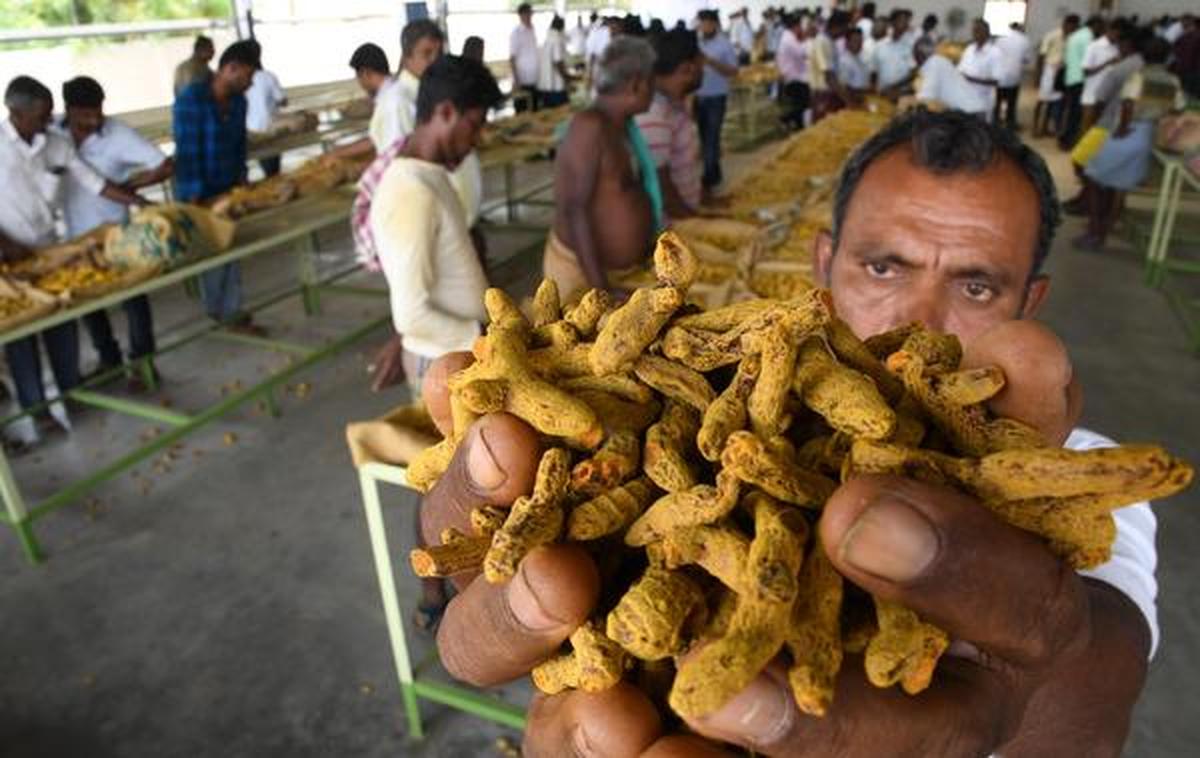 Erode’s unique slender turmeric gets a GI tag - The Hindu