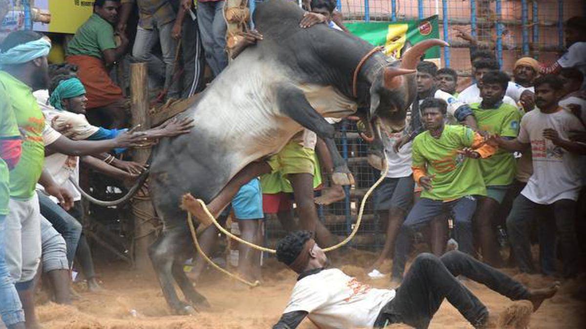 Jallikattu: five dead, over 100 injured in three days — this dangerous ...