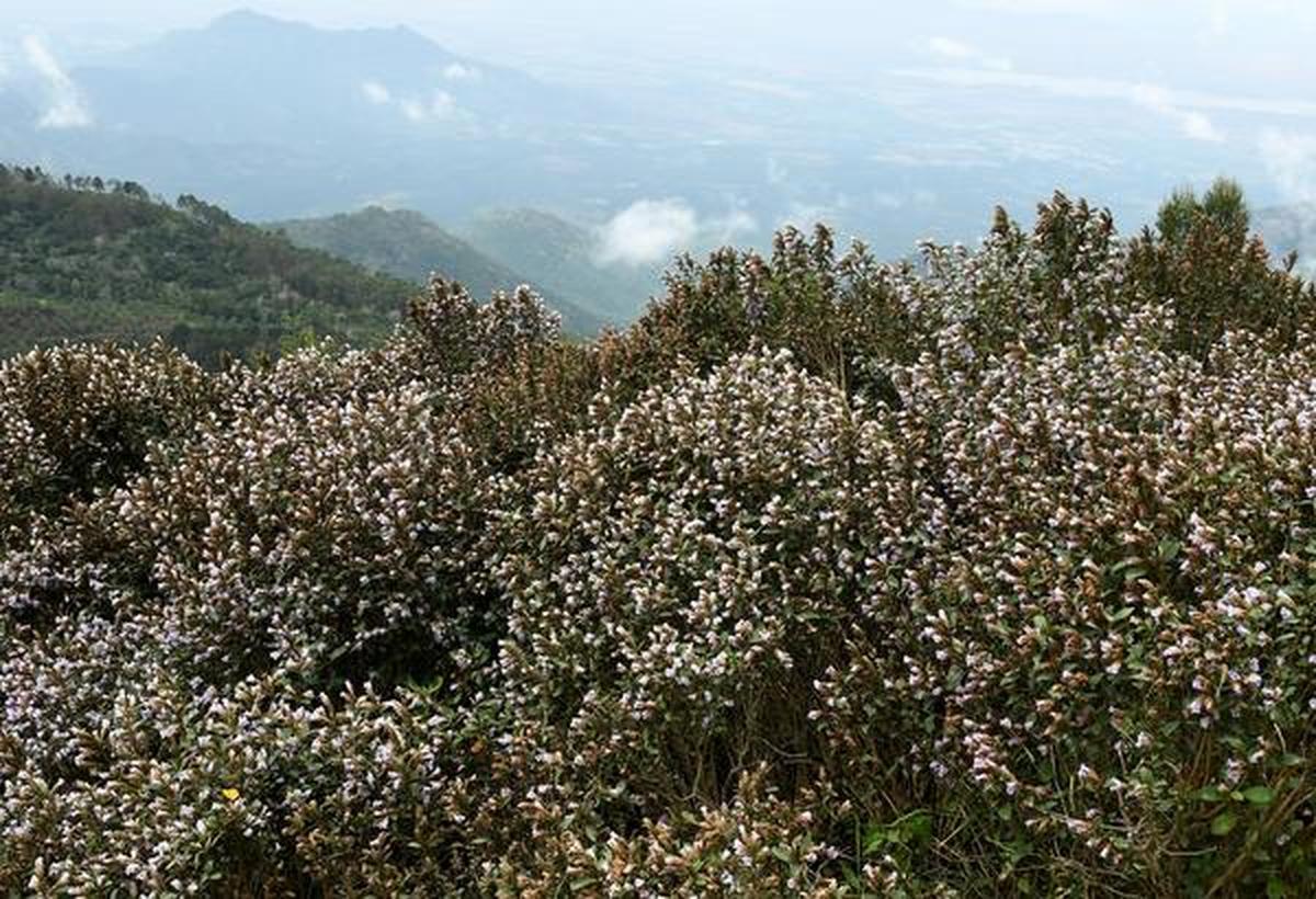 Kurinji Flower Bloom In Kodaikanal 2018 | Best Flower Site