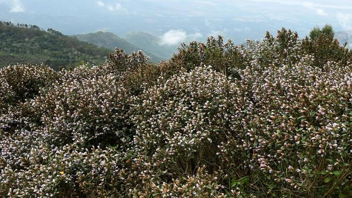 Sangam literature speaks of Kurinji - The Hindu