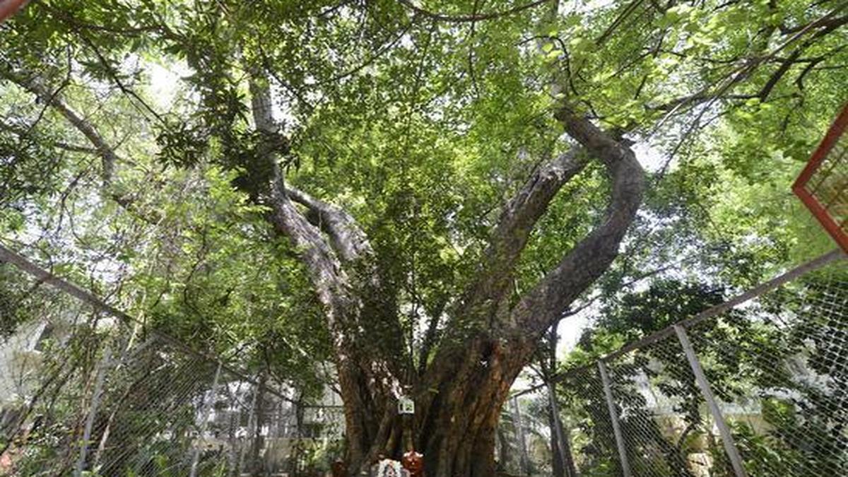 Need to bring peepal trees back to the cities - The Hindu