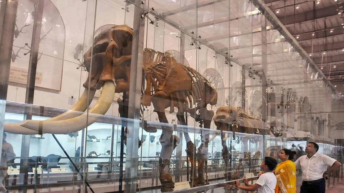 Indian Museum offers feast to fans of natural history - The Hindu