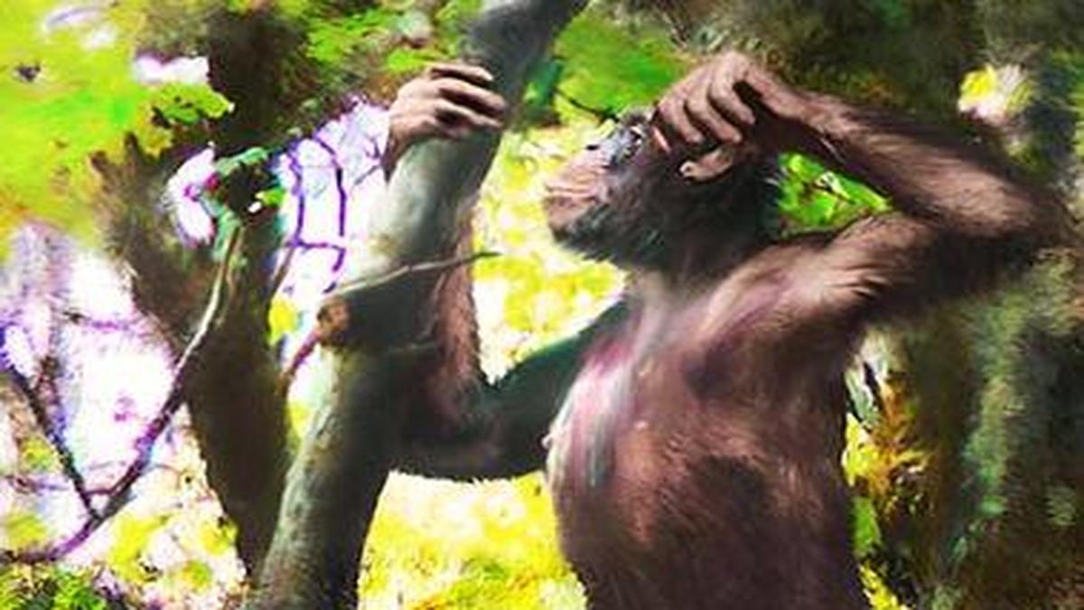 Ape fossil gives clues to bipedalism - The Hindu