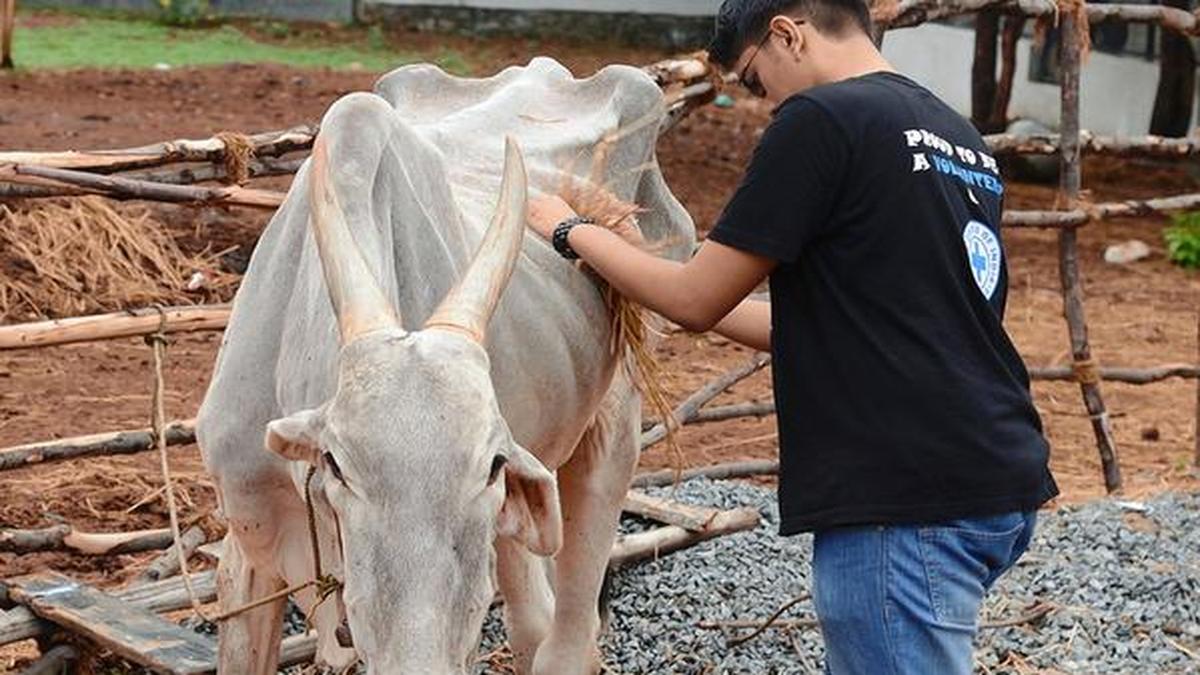Blue Cross of India’s now uses WhatsApp for rescuing animals - The Hindu
