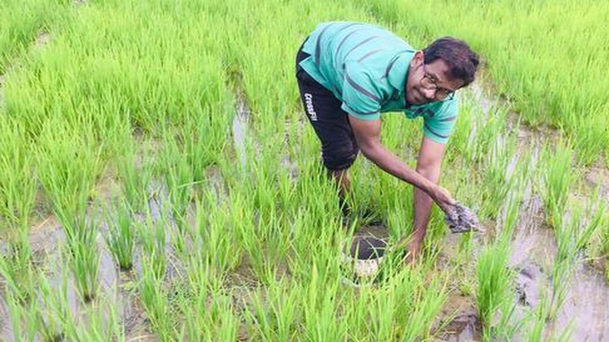 A green success story : Mavuram Mallikarjun Reddy’s journey from software to agriculture - The Hindu