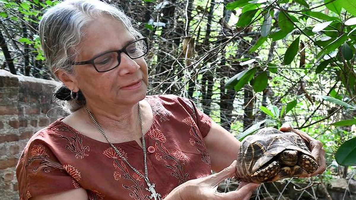 How to love a crocodile? Reptile expert Zai Whitaker gives insights ...