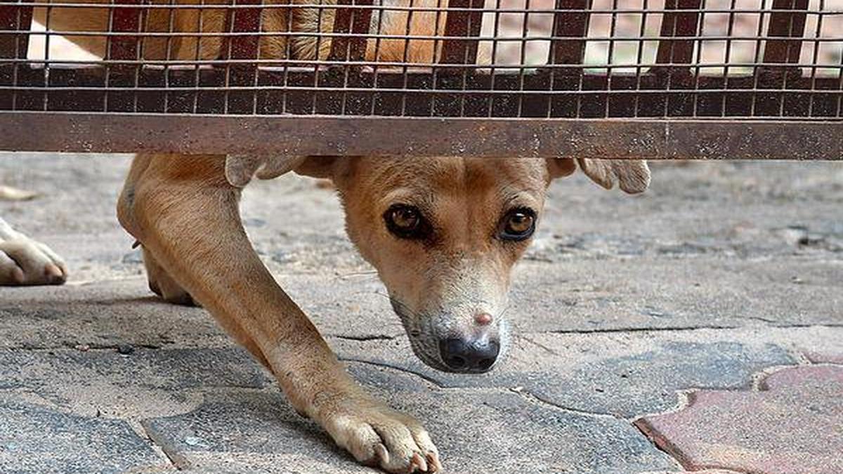 What animals go through after Deepvali - The Hindu