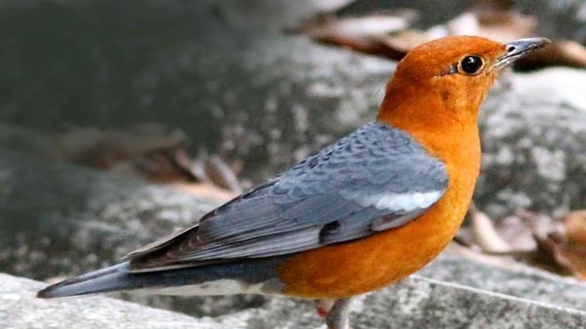 Flying oranges at the gardens of Theosophical Society - The Hindu