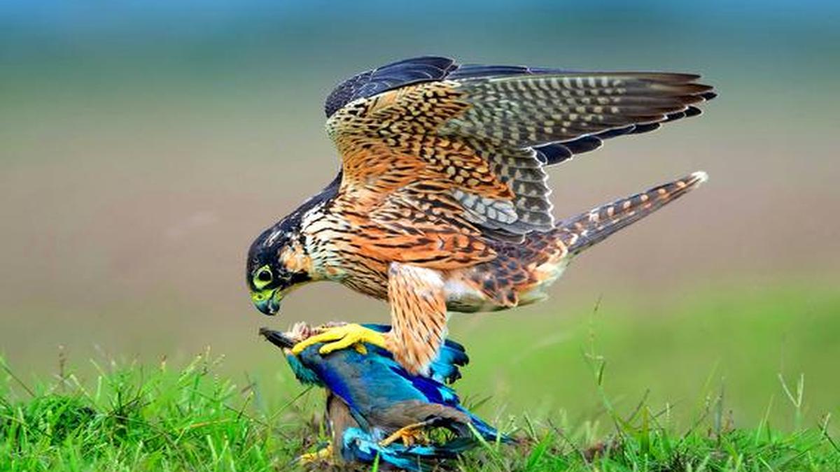 Shaheen falcon displays amazing hunting skills at grassland near ...