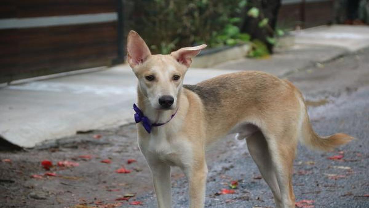 These Chennai pets are looking for loving homes - The Hindu