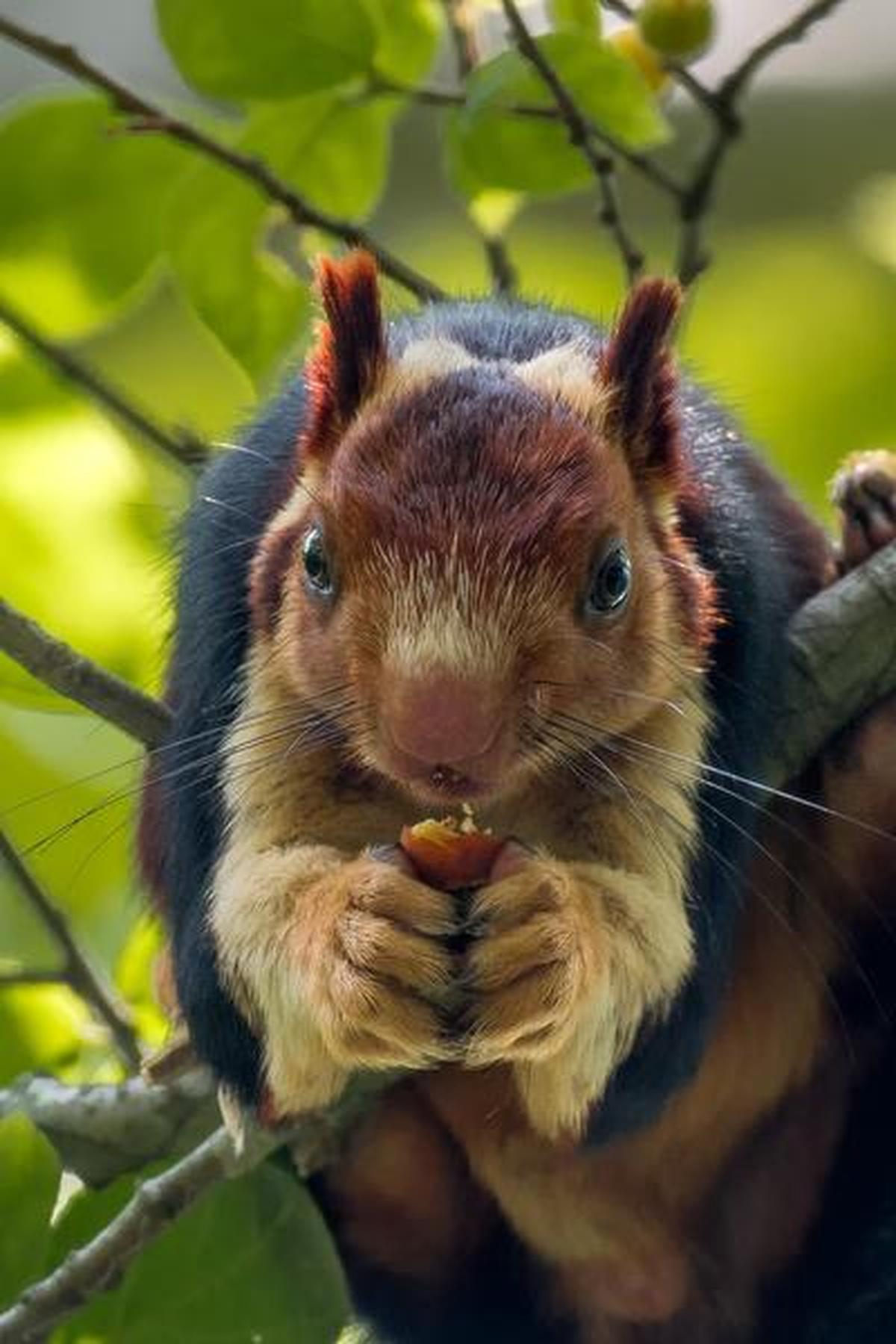 Attack Of The Giant Squirrel