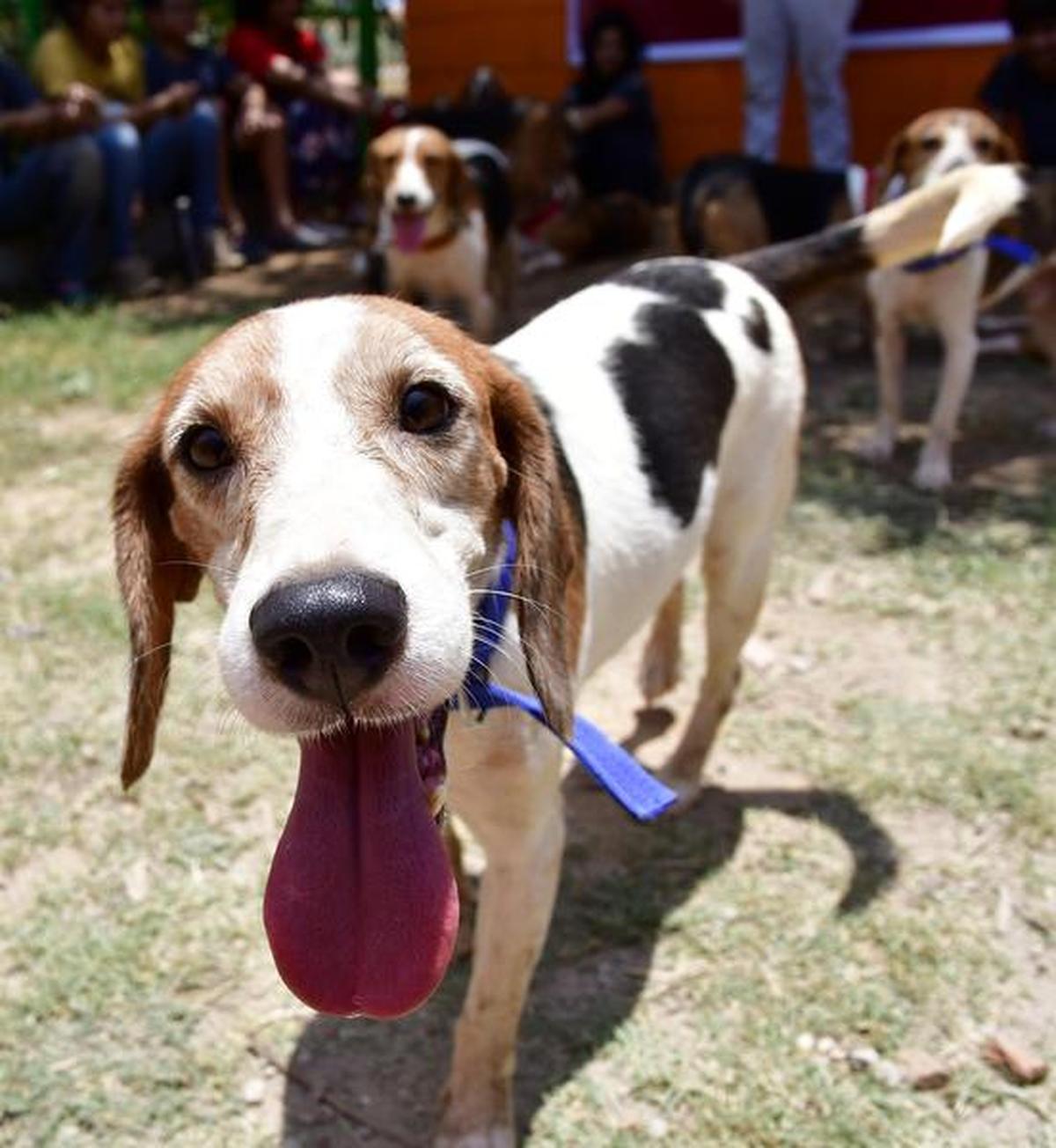 Meet the Freagles of India, a team that has found homes for nearly 400 ...