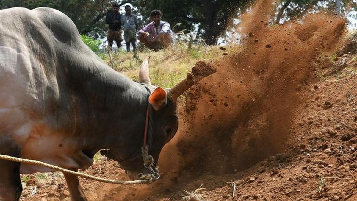 With Pongal round the corner, bulls and bull tamers flex their muscles ...