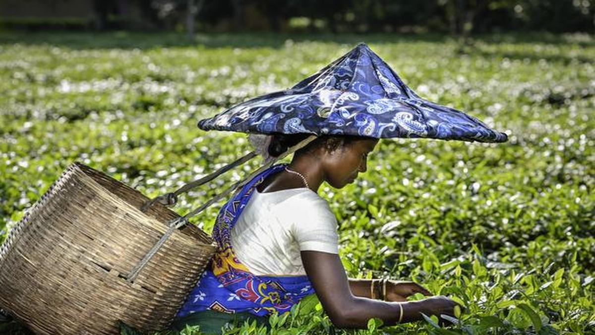 Assam’s tea growers are boldly experimenting with a variety of ...