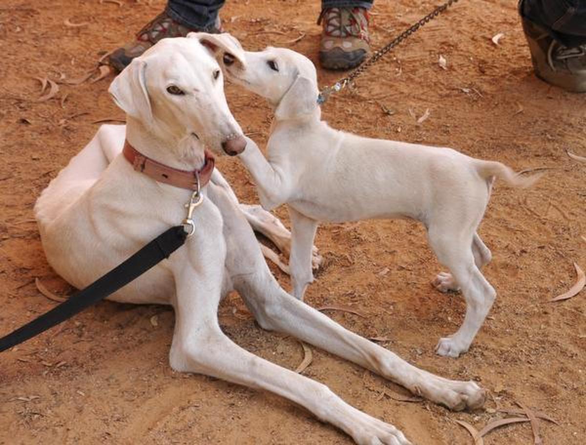 The comeback of Indian native dog breeds - The Hindu