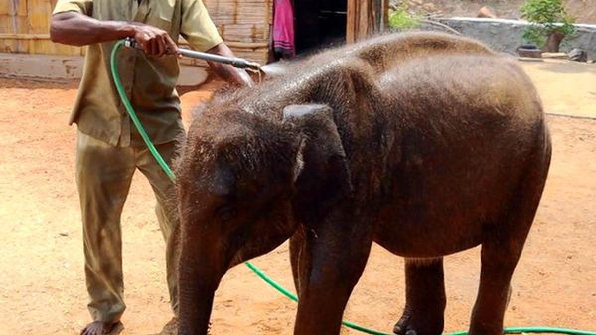 Now, adopt your favourite animals at Arignar Anna Zoological Park - The ...