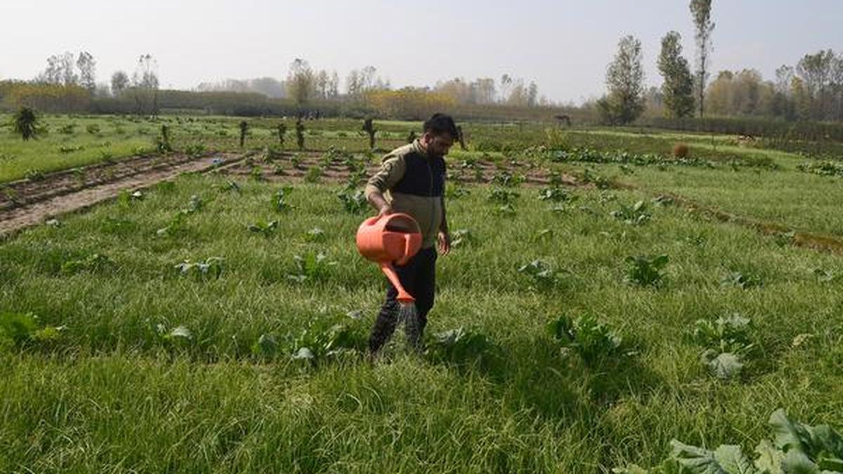 This vegetable village is Valley’s pride and offers hope and income to ...