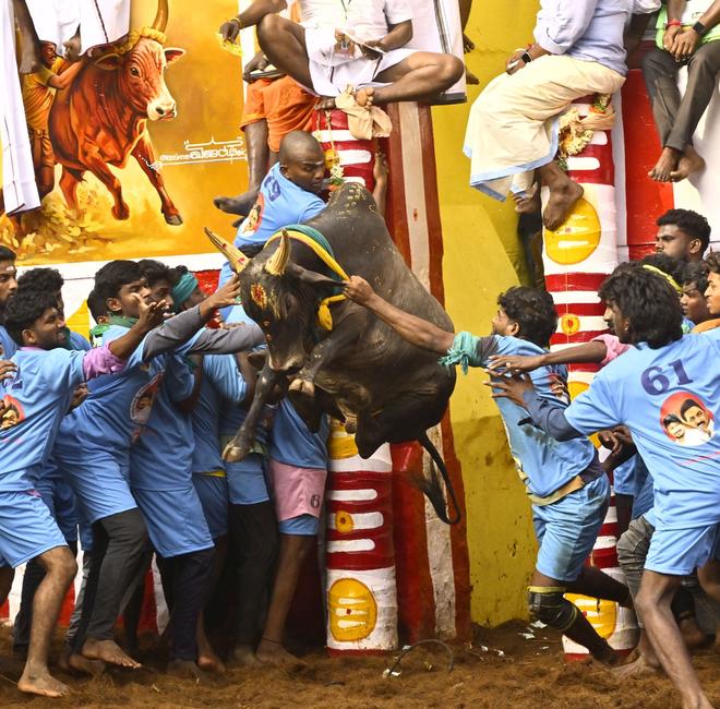 Alanganallur jallikattu begins on a high in Tamil Nadu - The Hindu