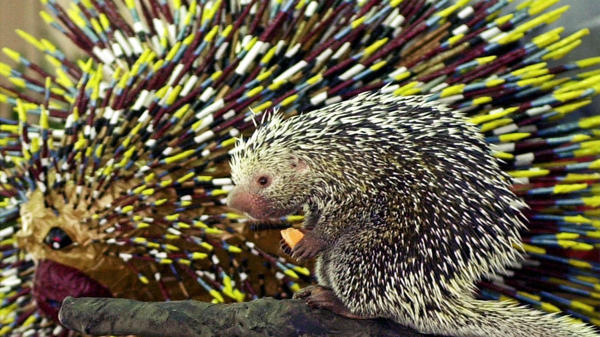 The porcupine, a prickly customer - The Hindu