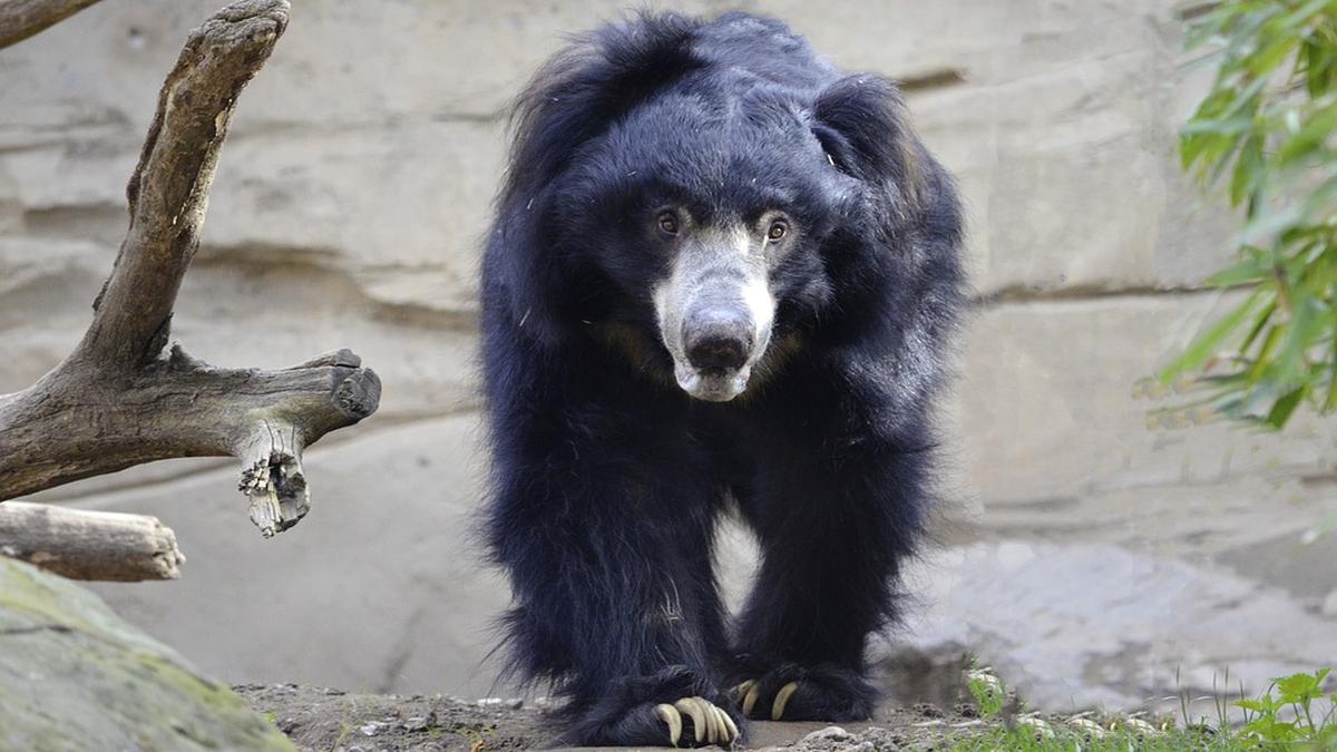 Nothing slothful about a threatened bear - The Hindu