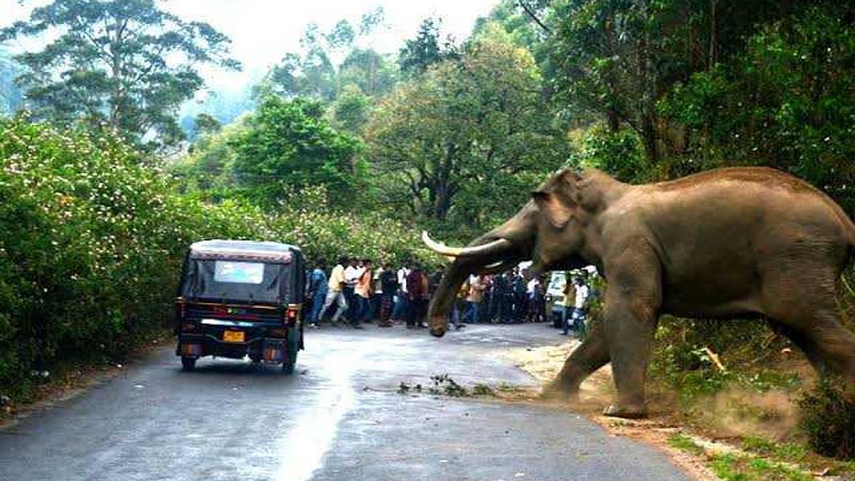 Running into elephants in the open corridors of Munnar - The Hindu