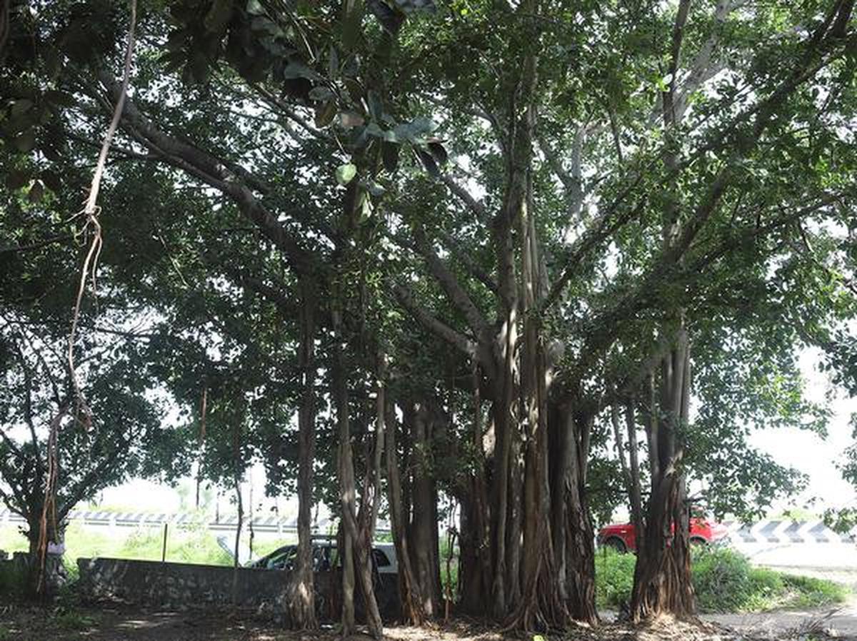 The other banyan trees of Chennai - The Hindu