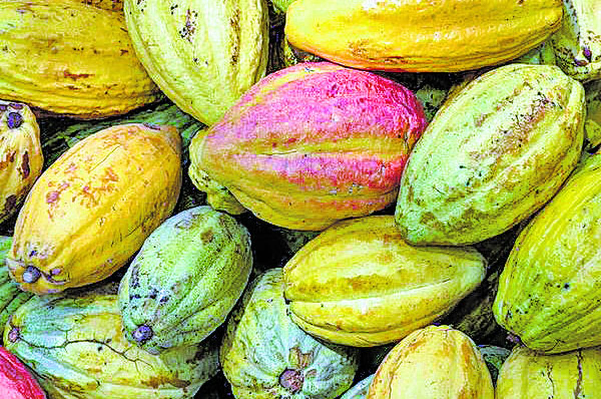 World chocolate day: how does India like its chocolate - The Hindu