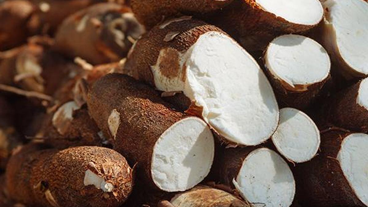 Processed tapioca with masala a hit with export markets - The Hindu