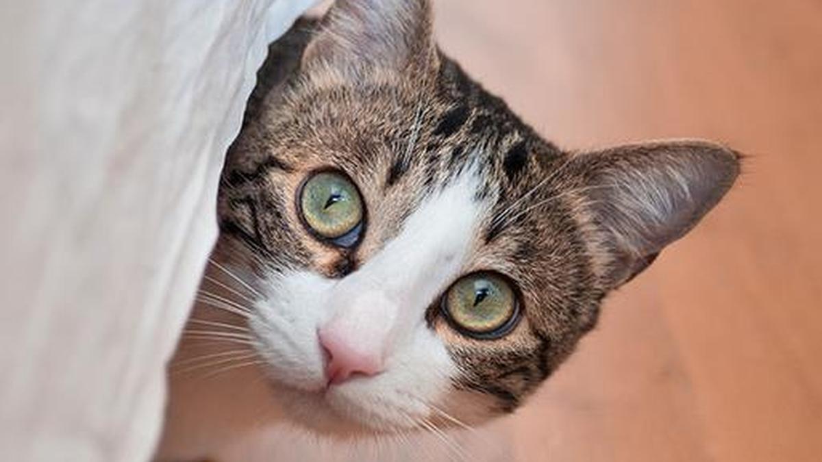 Together, rodents and cats wiped out 92 species of birds, says study ...