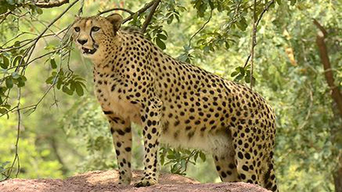 Extinct in India, cheetahs set to be reintroduced from South Africa by ...