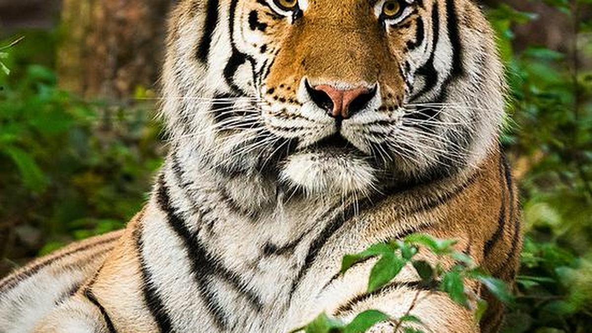Maharashtra: 'Conflict tiger' that killed 13 persons captured in ...
