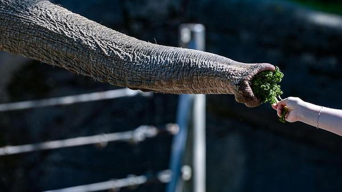 The Hindu Science Quiz: Of elephant trunks and tennis elbows - The Hindu