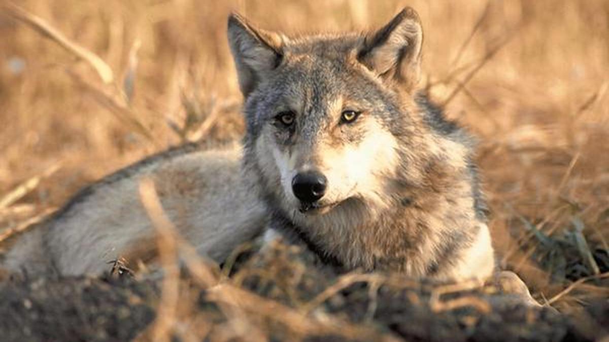 Science for All | What makes grey wolves the leaders of packs? - The Hindu