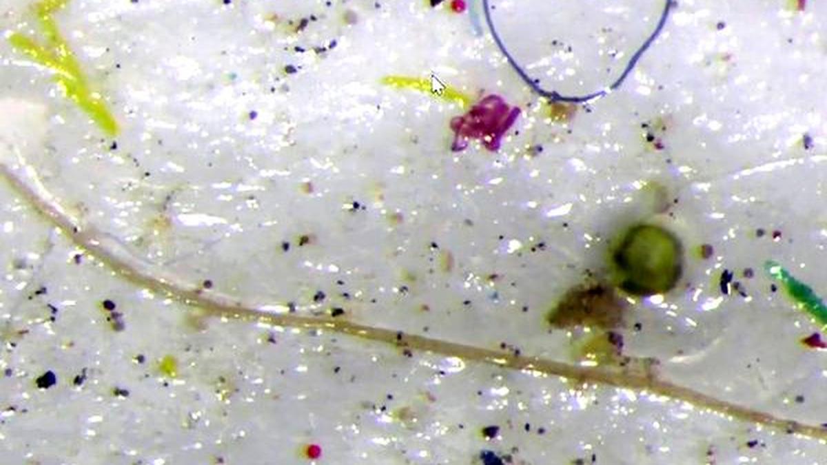 Microplastics discovered in fresh Antarctic snow for first time - The Hindu