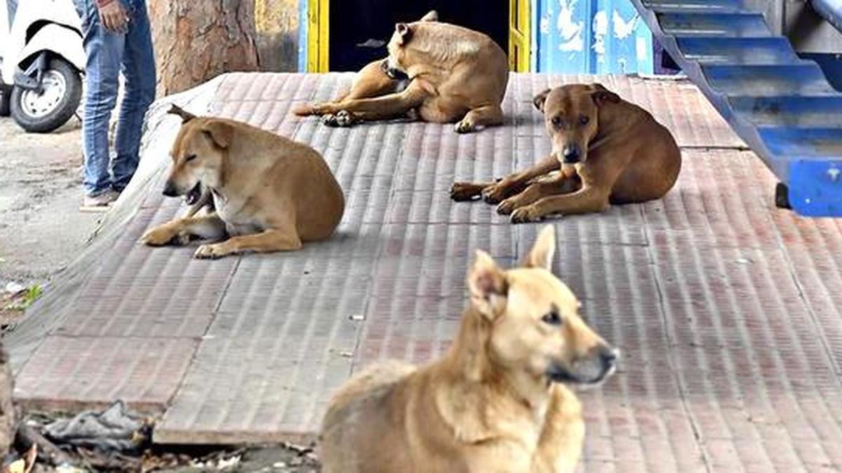 Stray dog on biting spree injures nearly 60 in Madhya Pradesh - The Hindu