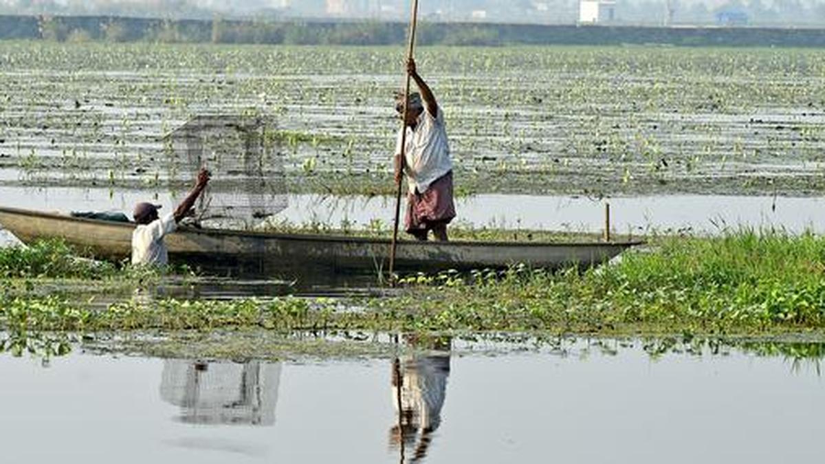 A catch in Andhra Pradesh’s aquaculture success story - The Hindu