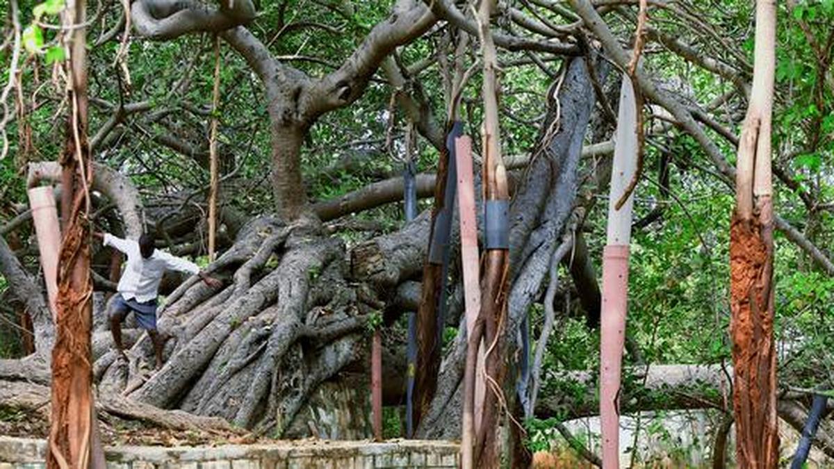 A tangle in Pillalamarri’s triumph tale - The Hindu